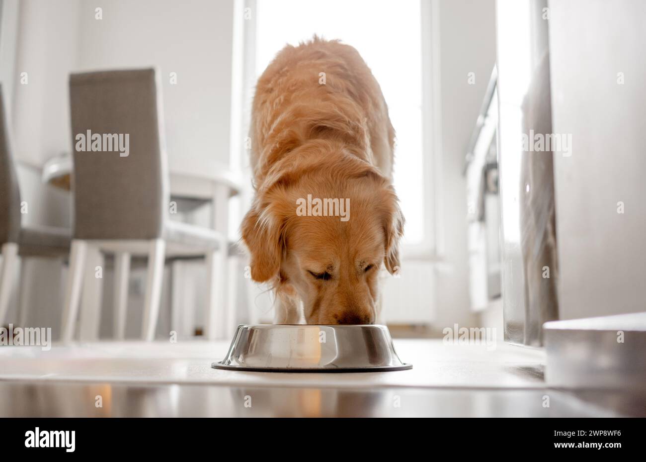Golden Retriever Dog Eats From Bowl In Kitchen With Bright Interior ...