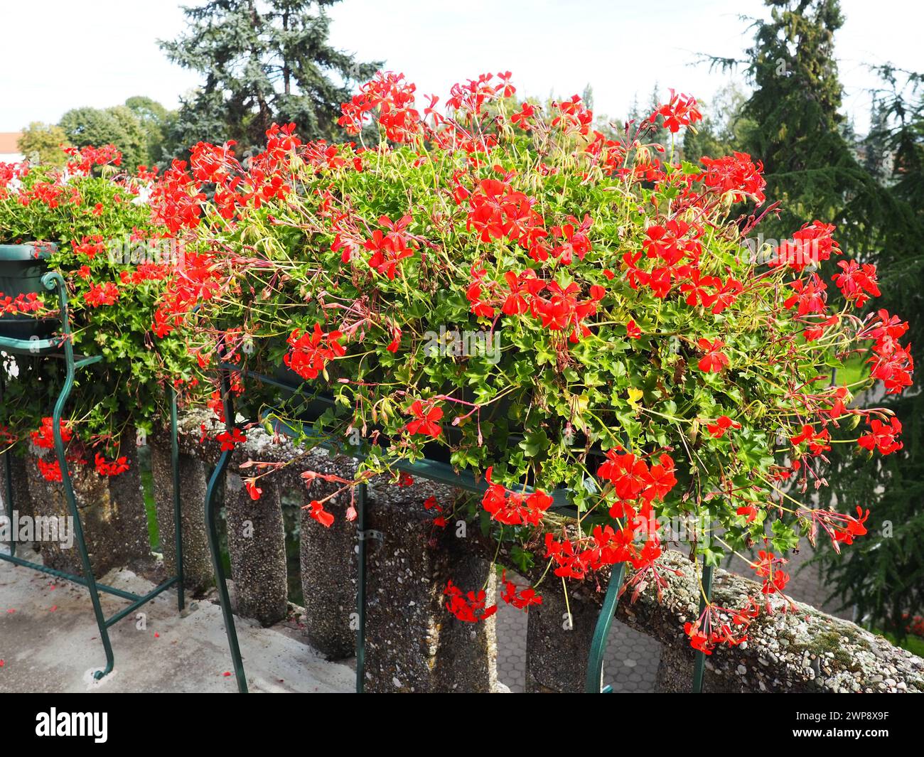 Blooming red ivy geranium pelargonium in the vertical design of ...