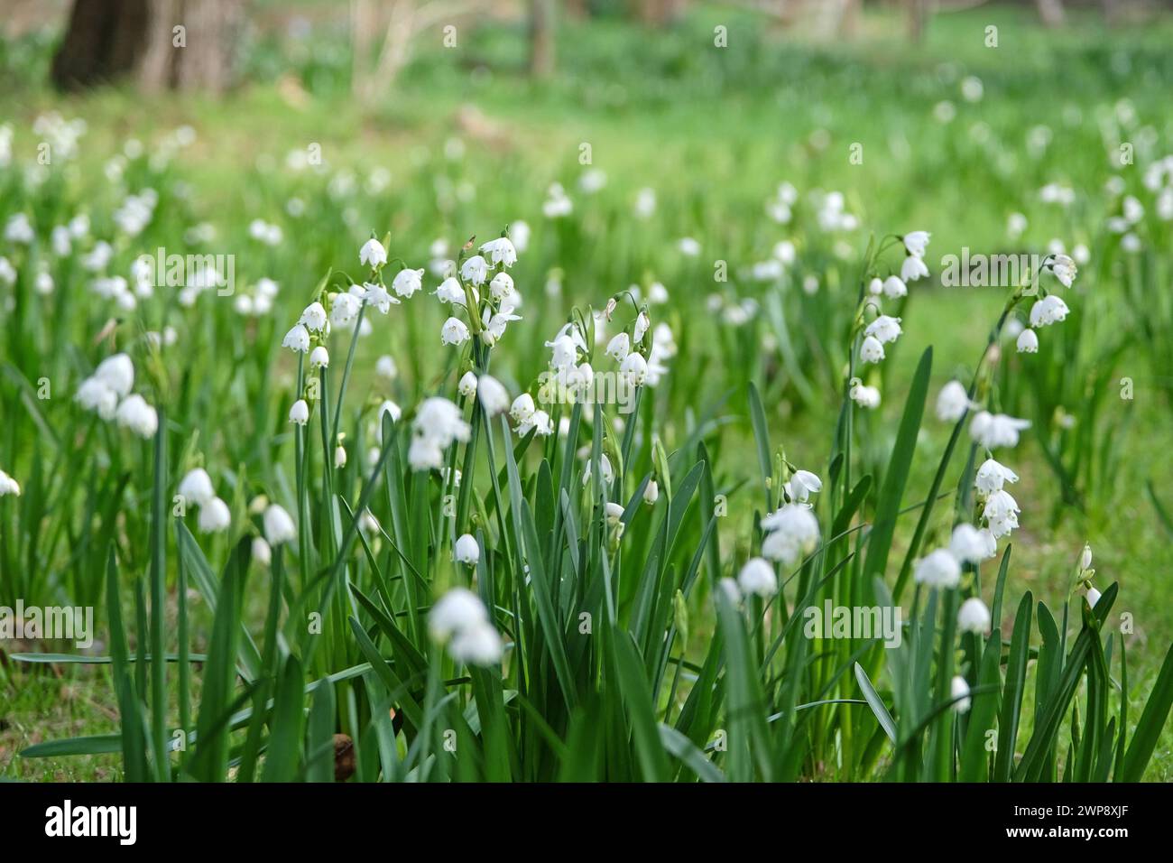 Leucojum ÔGravetye GiantÕ, also known as snowflakes, in flower Stock ...