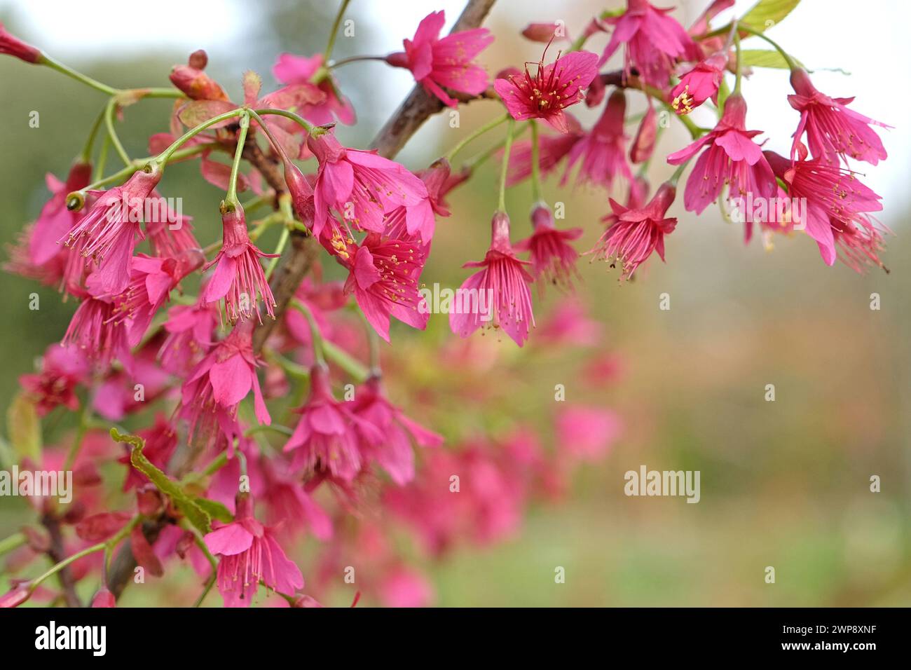 Dark pink Ornamental cherry, Prunus campanulata 'Felix Jury' in flower ...