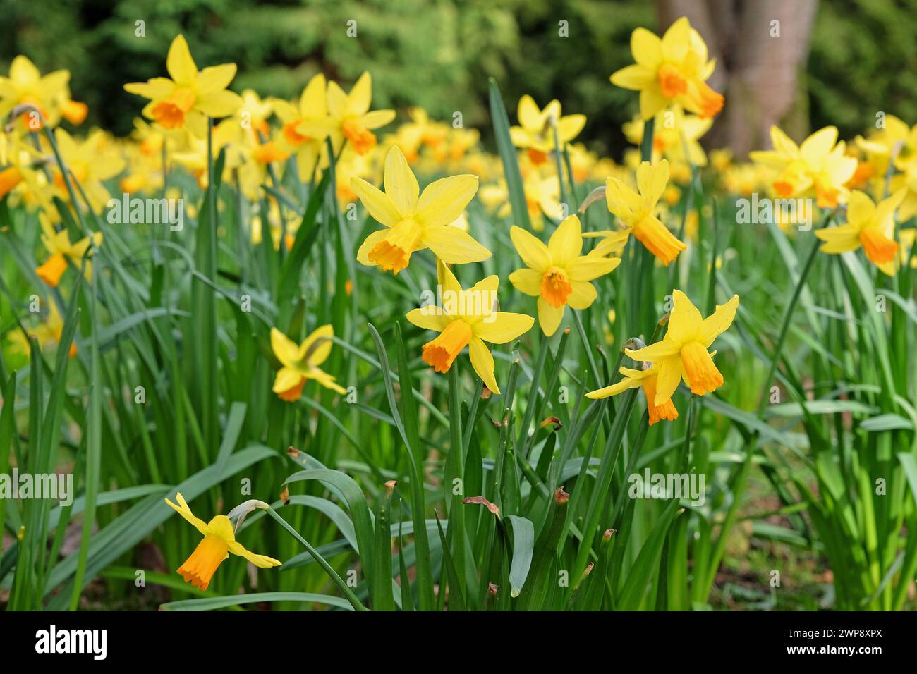 Yellow and orange Narcissus daffodil 'Jetfire' in flower Stock Photo ...