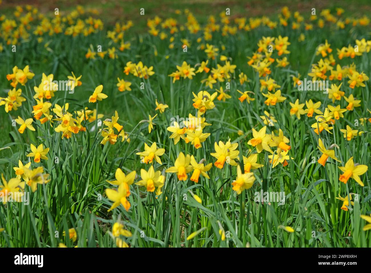Yellow and orange Narcissus daffodil 'Jetfire' in flower Stock Photo ...
