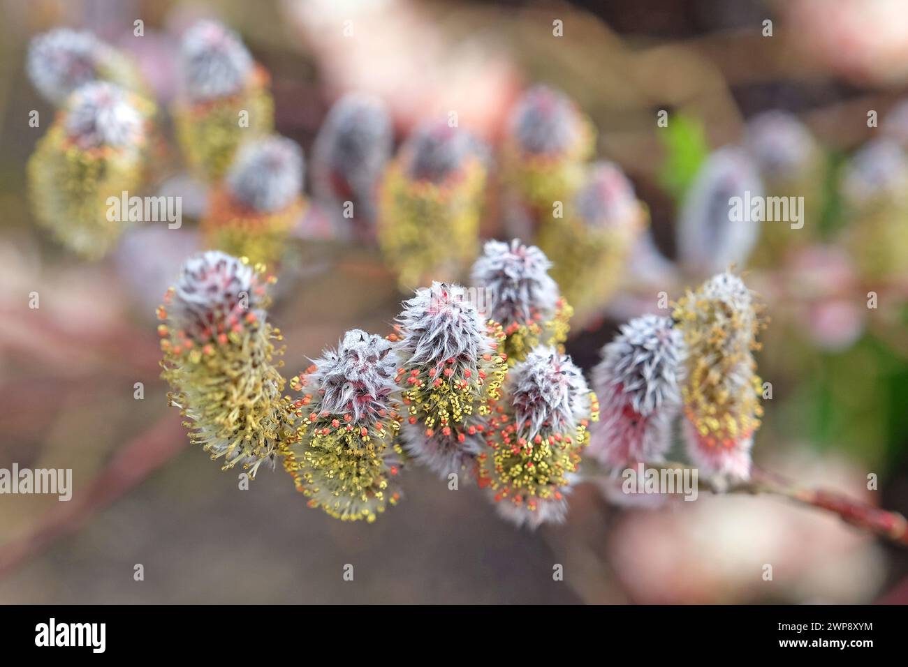 Flowering Catkins of Salix gracilistyla ÔMount AsoÕ, also known as ...