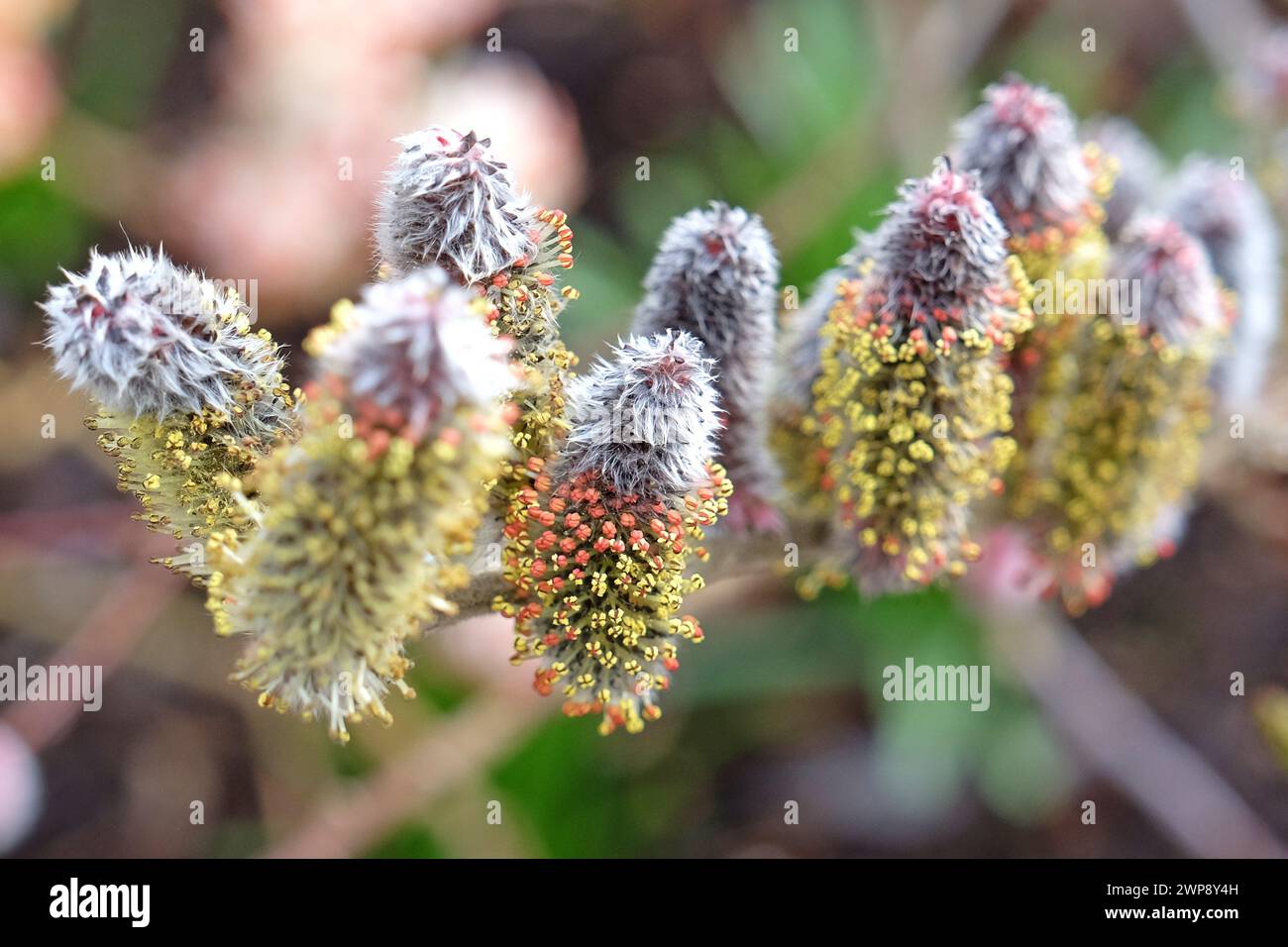 Flowering Catkins of Salix gracilistyla ÔMount AsoÕ, also known as ...