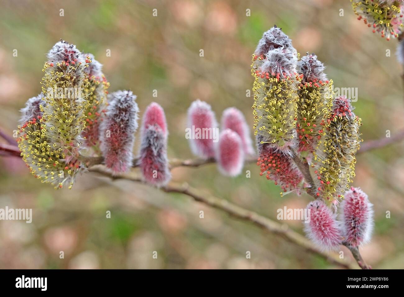 Flowering Catkins of Salix gracilistyla ÔMount AsoÕ, also known as ...