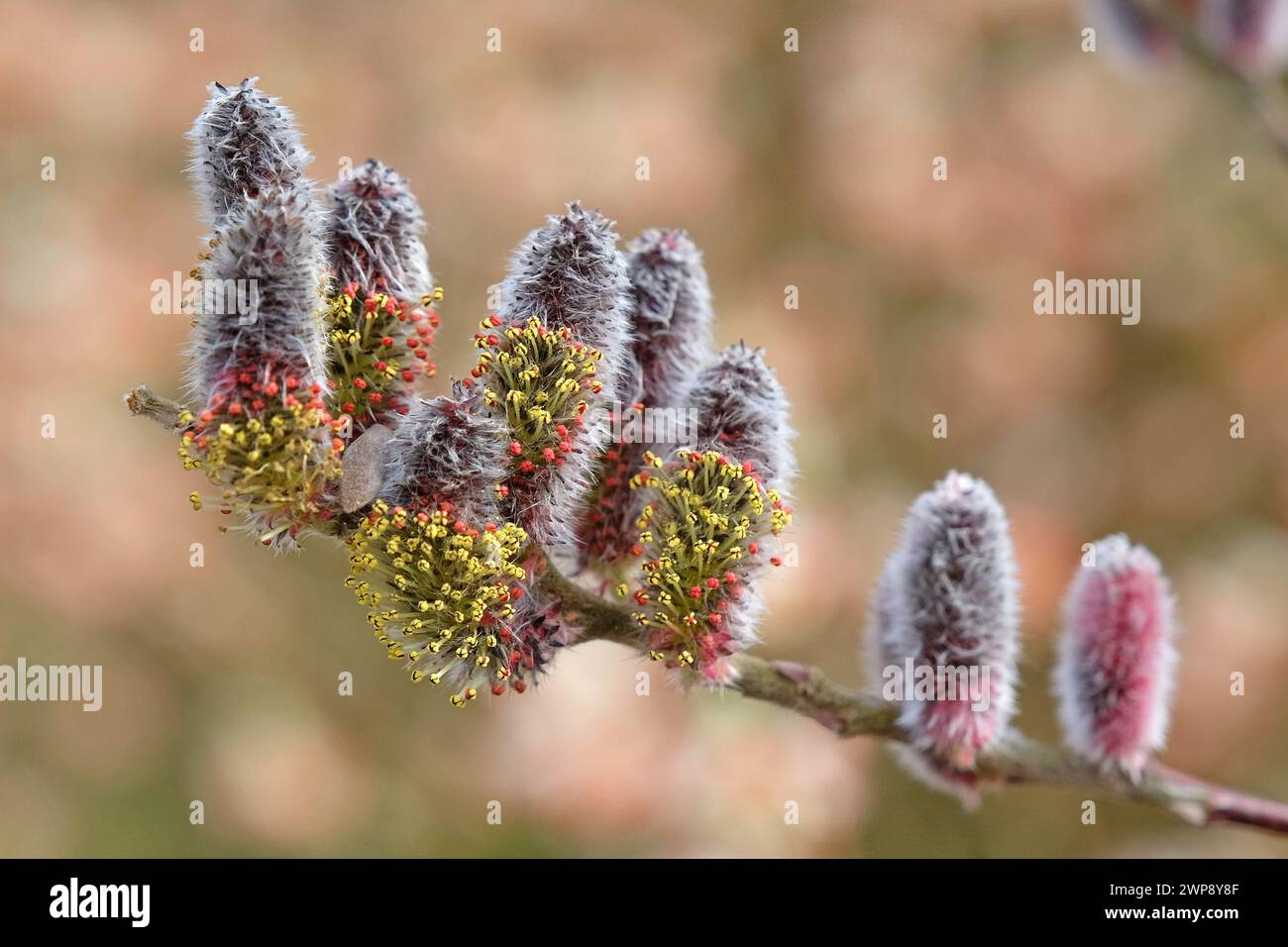 Flowering Catkins of Salix gracilistyla ÔMount AsoÕ, also known as ...