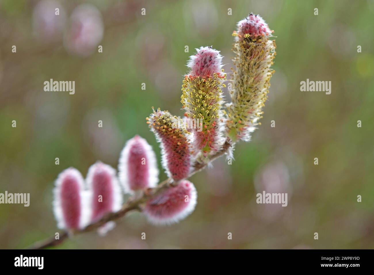 Flowering Catkins of Salix gracilistyla ‘Mount Aso’, also known as ...