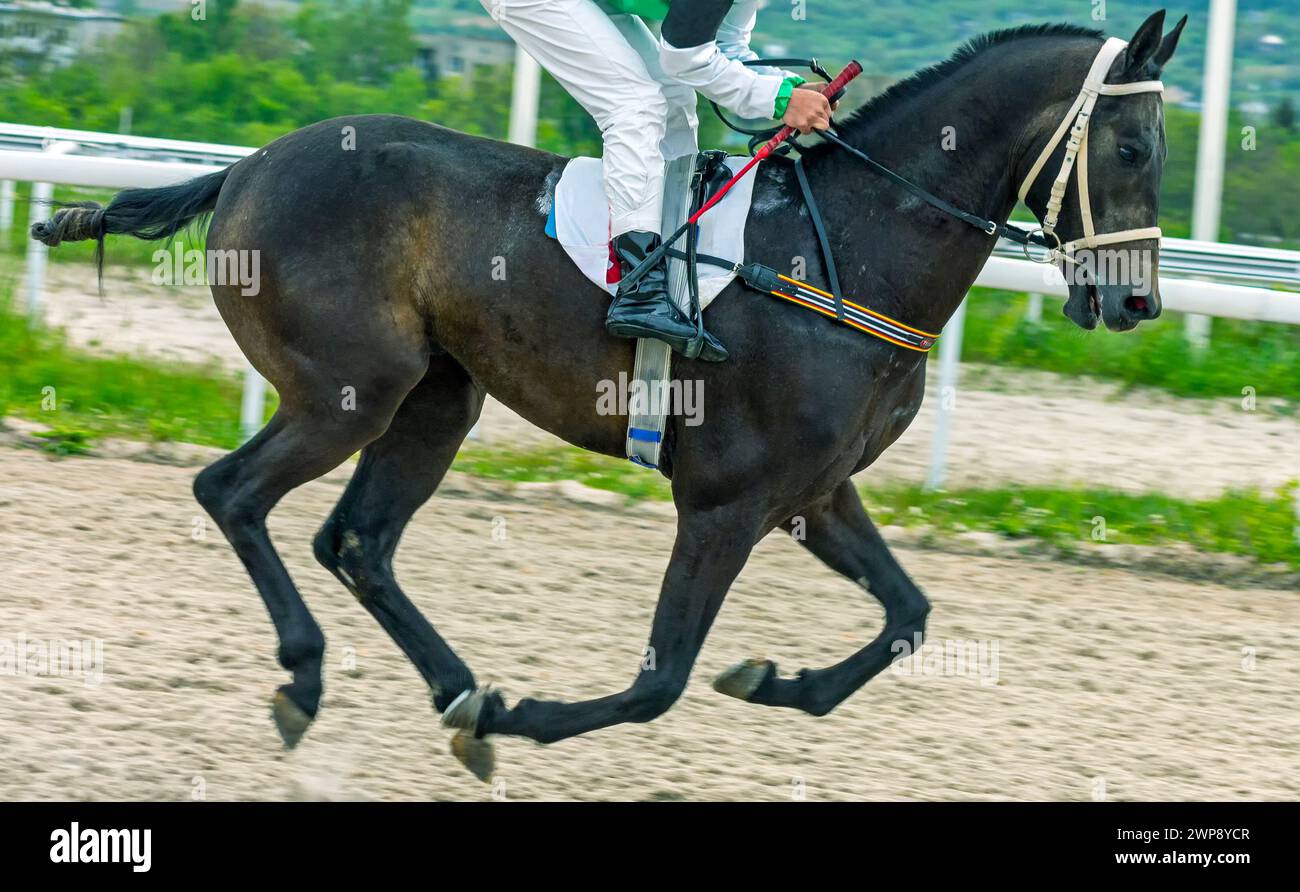 Winner winning win horse hi-res stock photography and images - Alamy