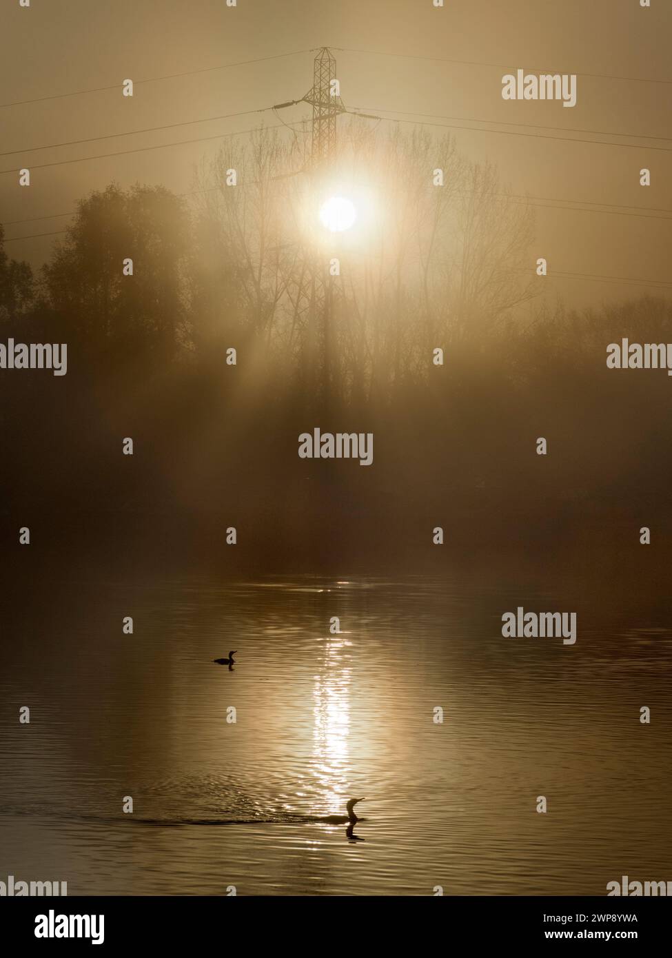 Cormorant outline hi-res stock photography and images - Alamy