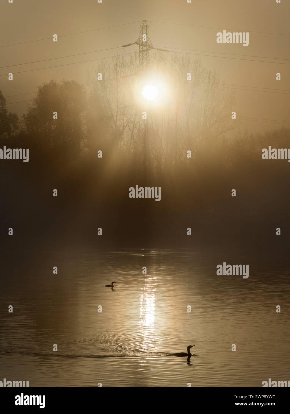 Cormorant outline hi-res stock photography and images - Alamy