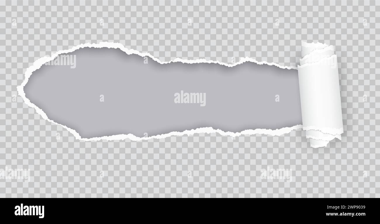 Torn paper rolled strip over grey realistic vector illustration. Teared ...