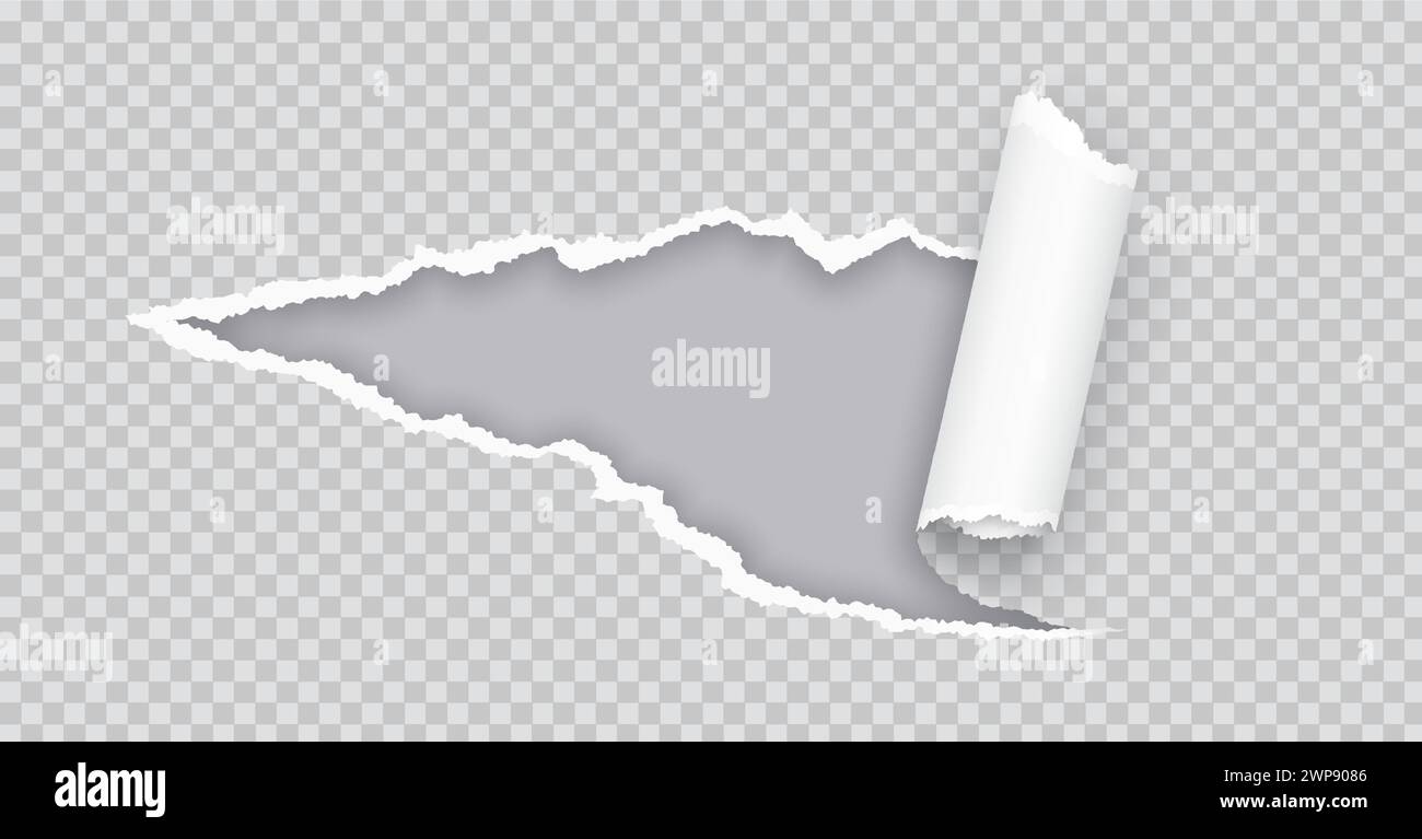 Torn paper rolled strip over grey realistic vector illustration. Teared ...
