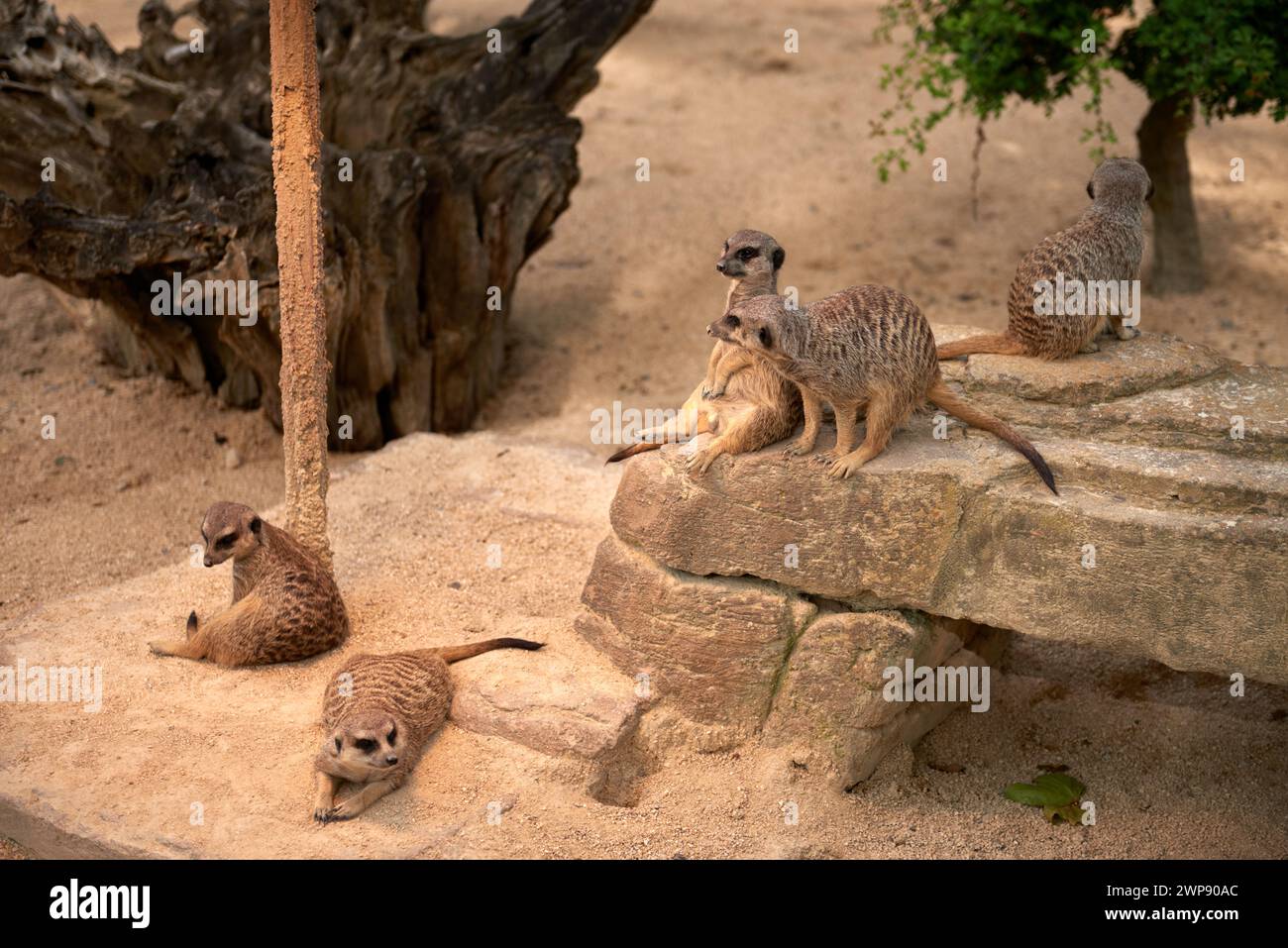 Meerkats' Oasis in the Heart of the Zoo. Enchanting Meerkats. Meerkat: Whimsical Moments in the ...