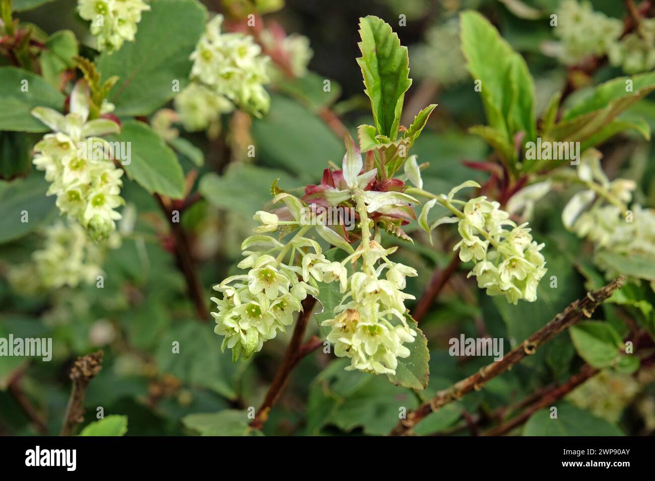 Amy green hi-res stock photography and images - Alamy