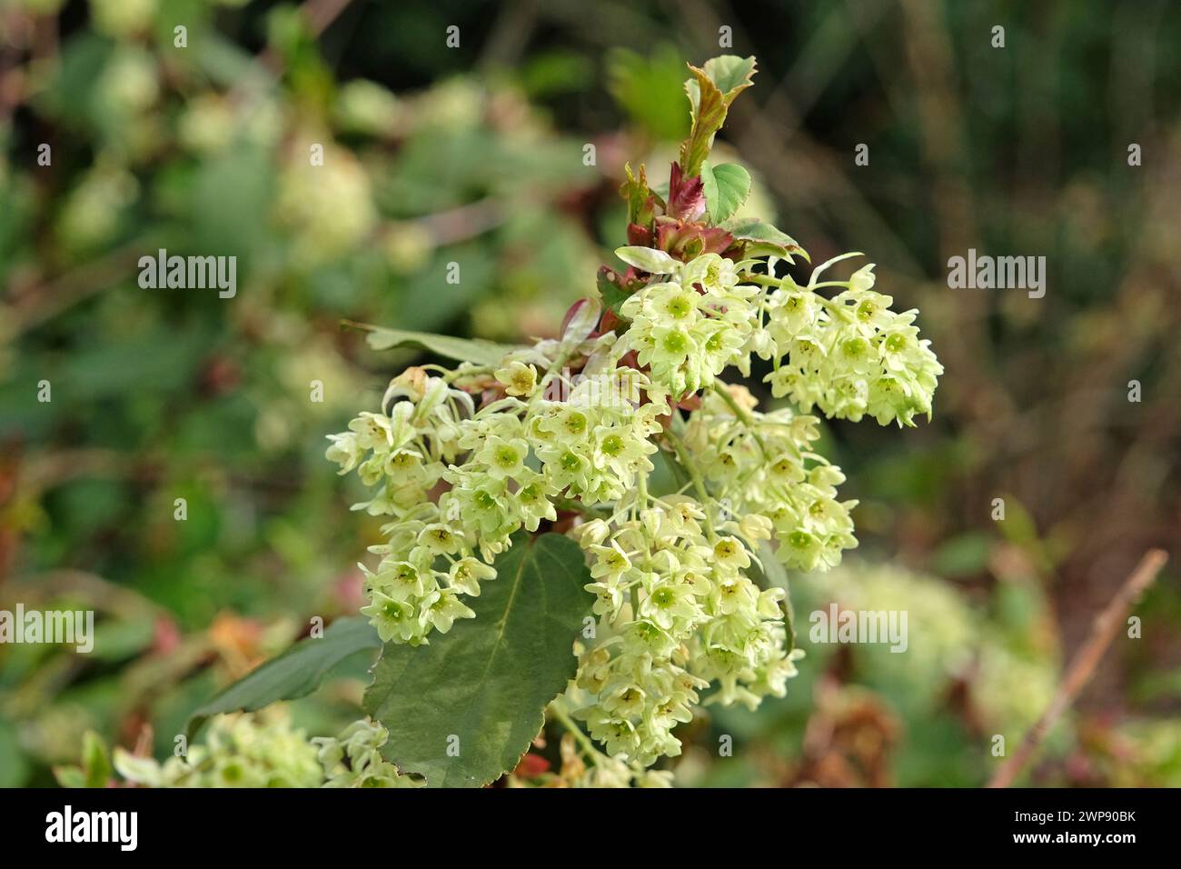 Yellow green Ribes laurifolium 'Mrs Amy DoncasterÕ, also known as the ...