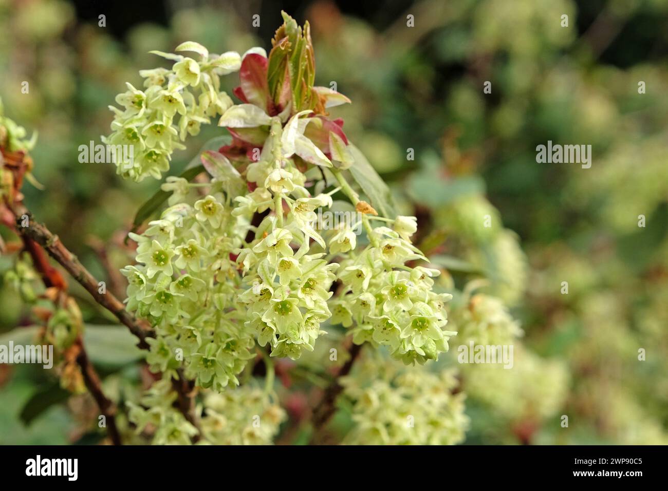 Yellow green Ribes laurifolium 'Mrs Amy DoncasterÕ, also known as the ...