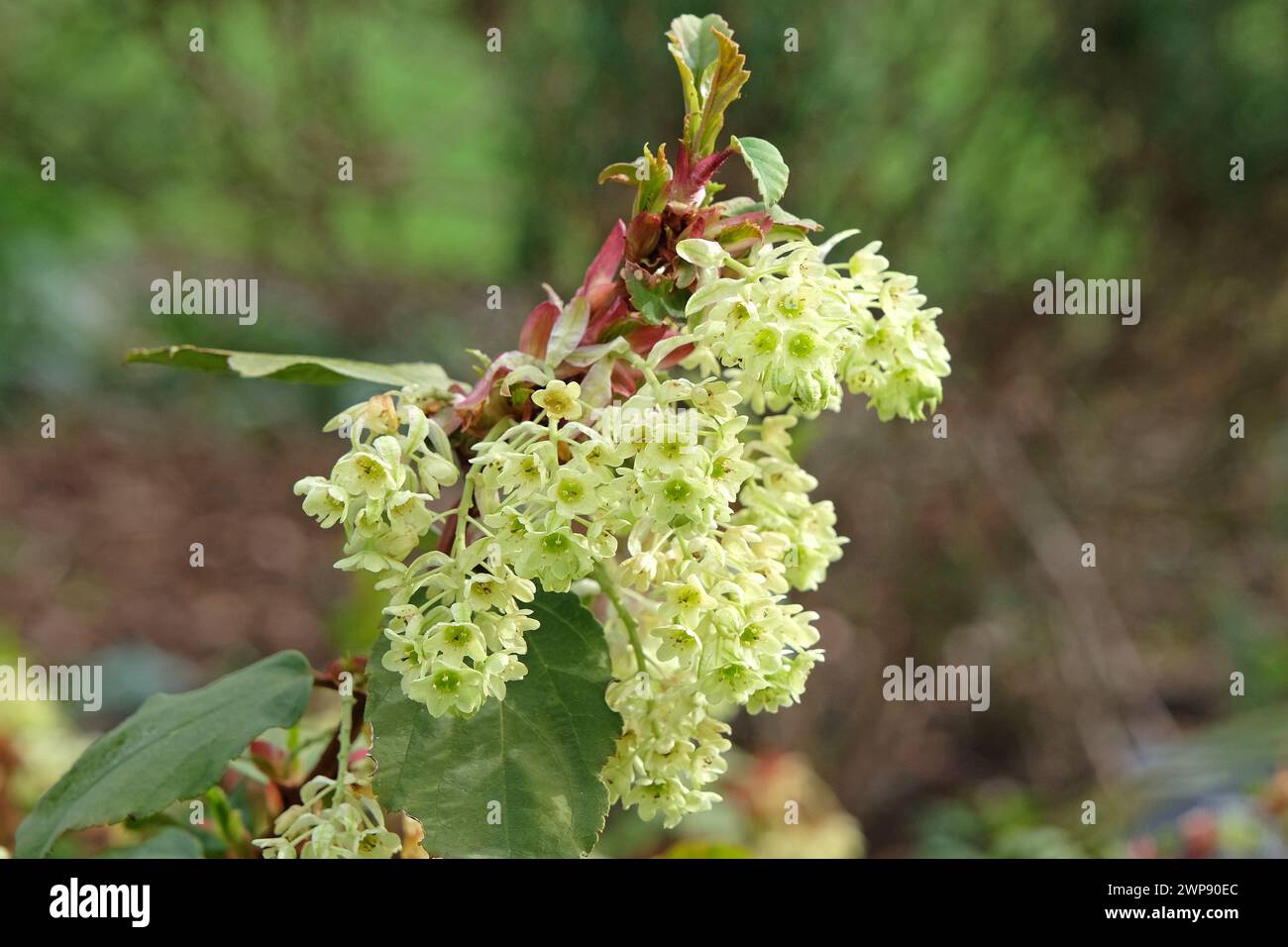 Yellow green Ribes laurifolium 'Mrs Amy DoncasterÕ, also known as the ...