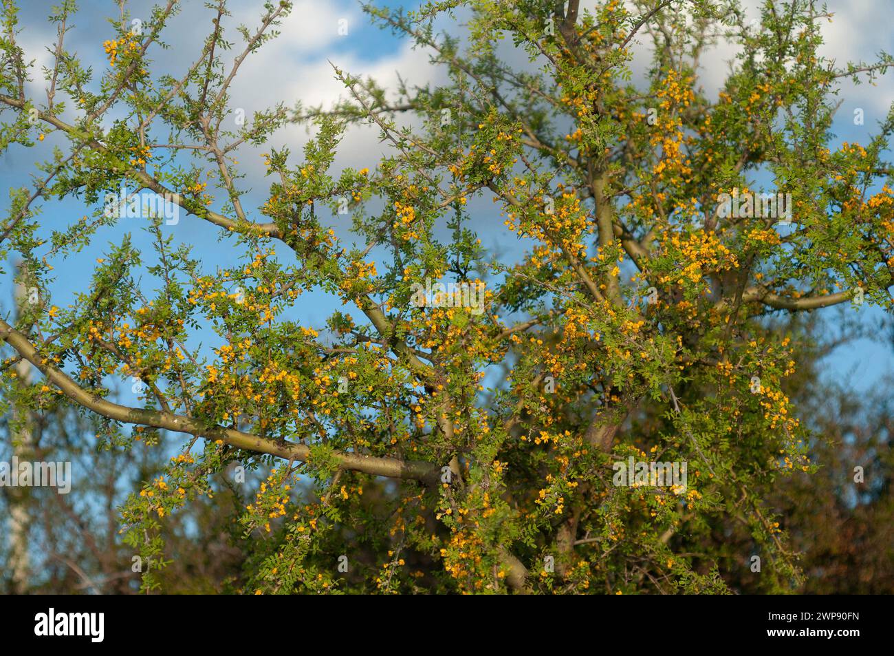 Chañar tree in Calden forest, bloomed in spring,La Pampa,Argentina ...