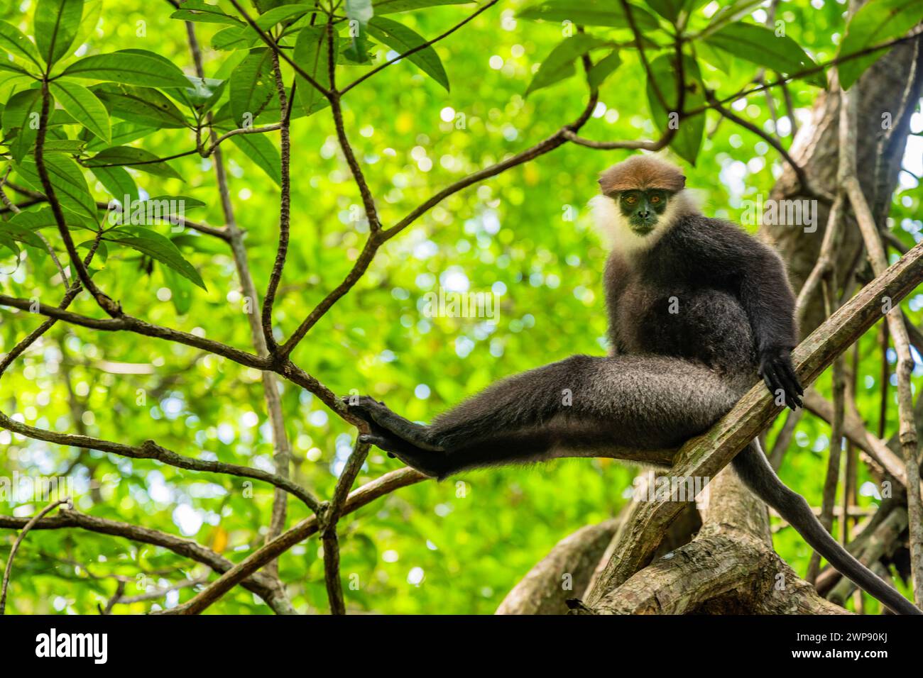 Monkey (gray langur) sits on branch in jungle near Bentota Ganga river ...