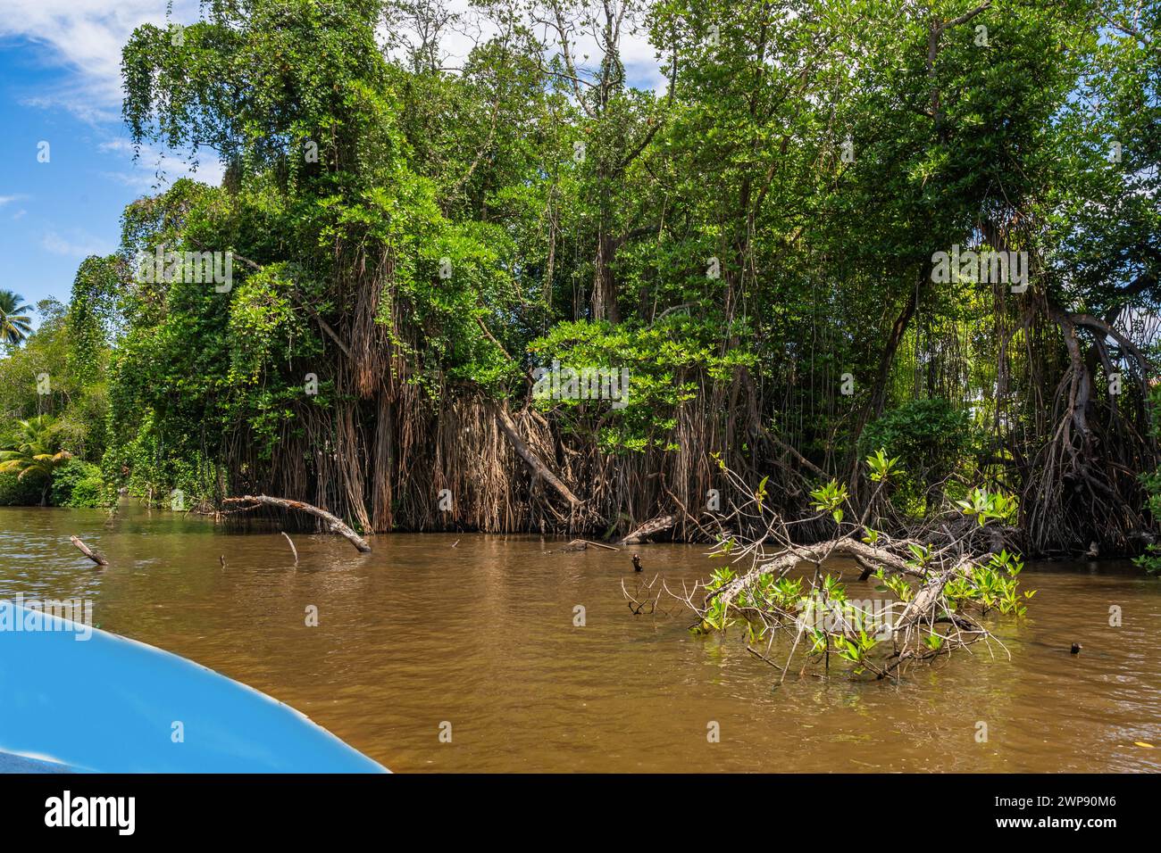Big trees, mangrove, banyan tree and palm tree on bank of river Bentota ...