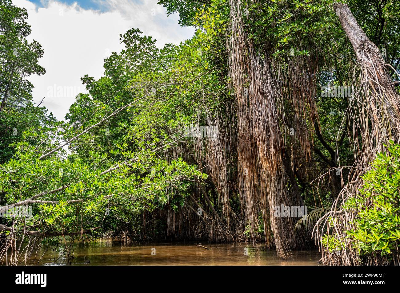 Long roots of banyan tree and mangrove in jungle on bank of river ...