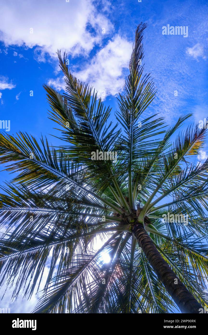 Palm tree over blue hi-res stock photography and images - Alamy