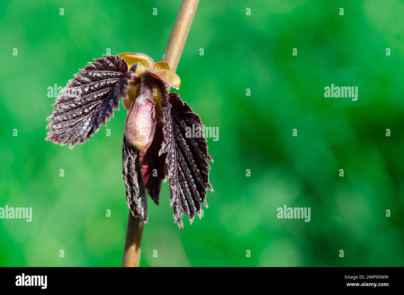 Red leaved hazel hi-res stock photography and images - Alamy