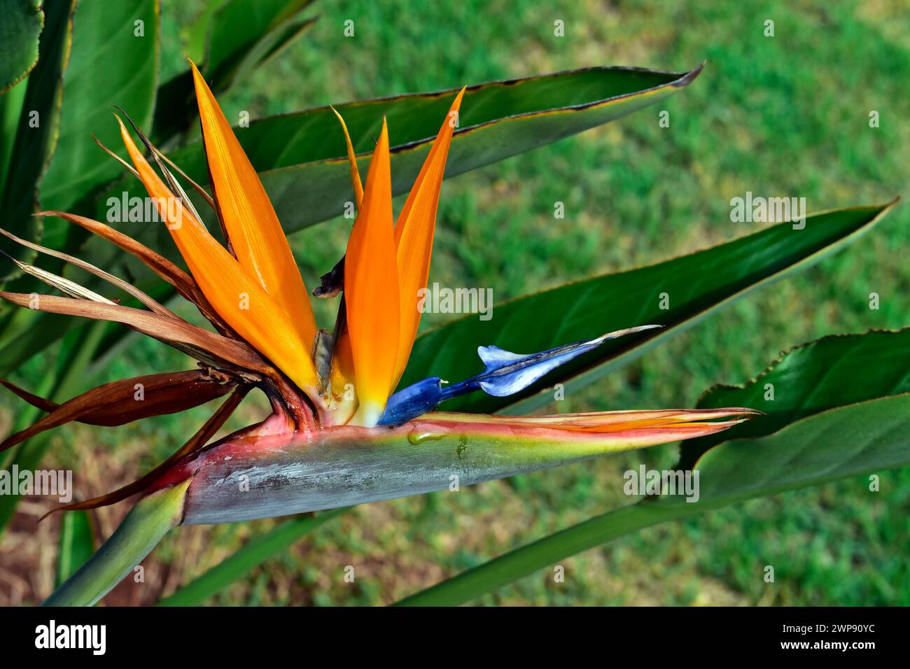 Bird of paradise flower (Strelitzia reginae) on tropical garden Stock ...