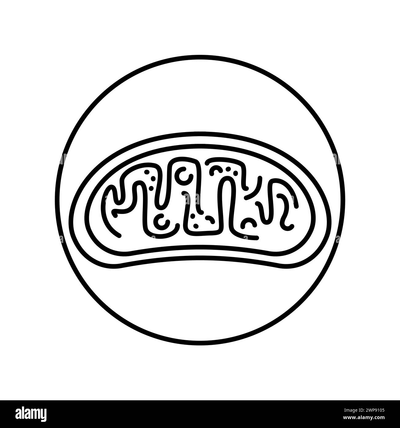 Organelle Color Line Icon Organisation In Organism Vector Isolated Element Editable Stroke