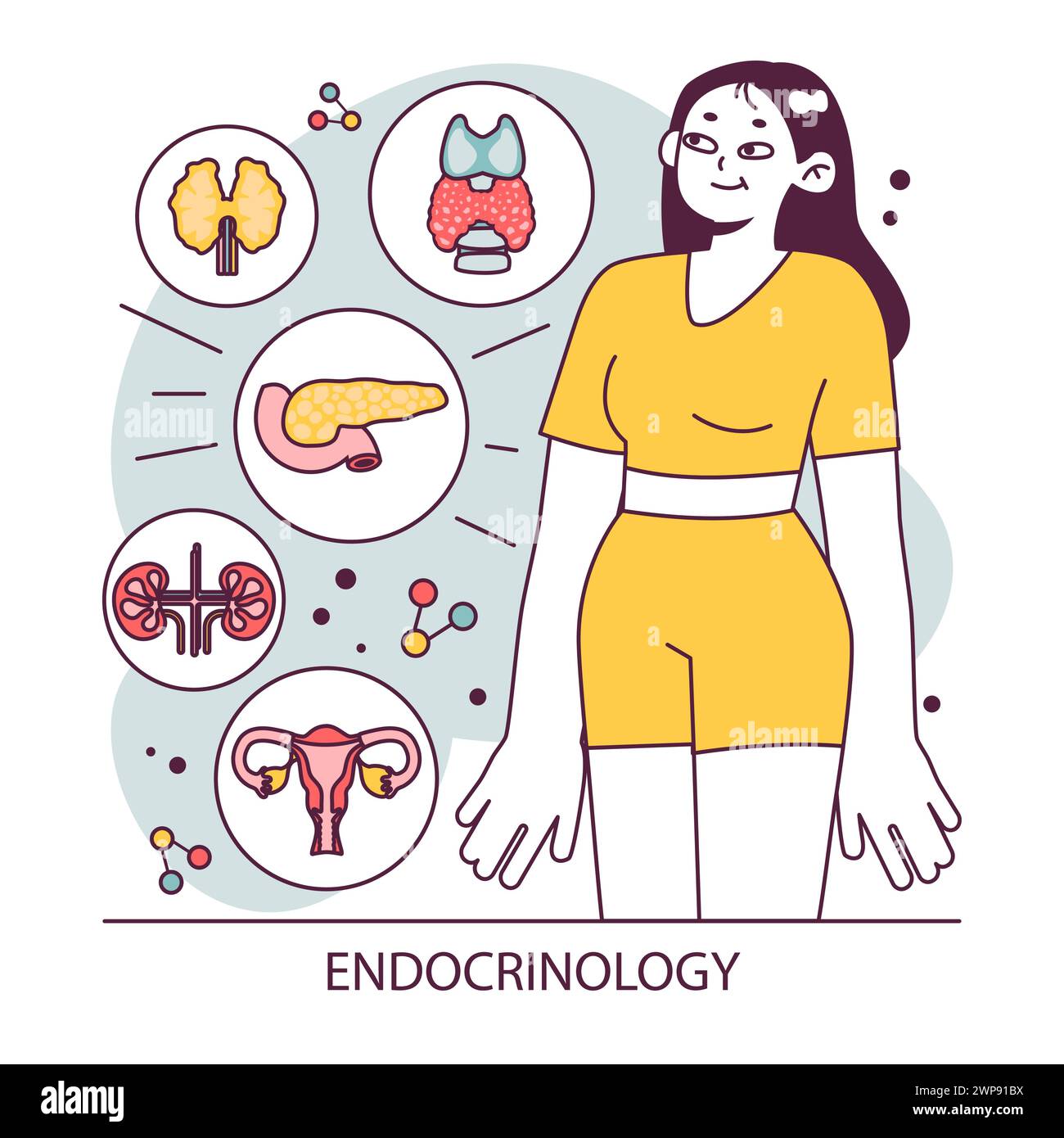Endocrinology. Endocrine system organs, pancreas thyroid gland ...
