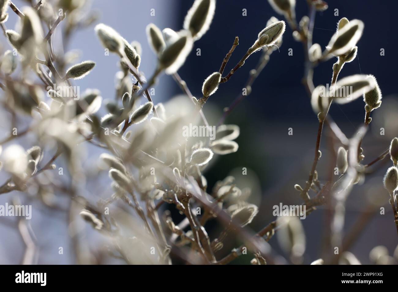 Milder Winter. Knospen einer Stern-Magnolie in einem Garten in Siegen ...