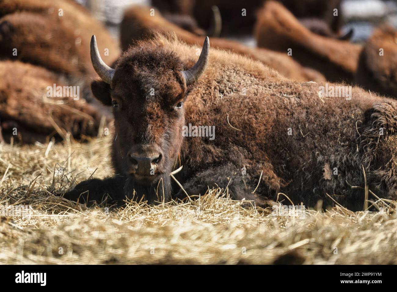 Bison species hi-res stock photography and images - Alamy