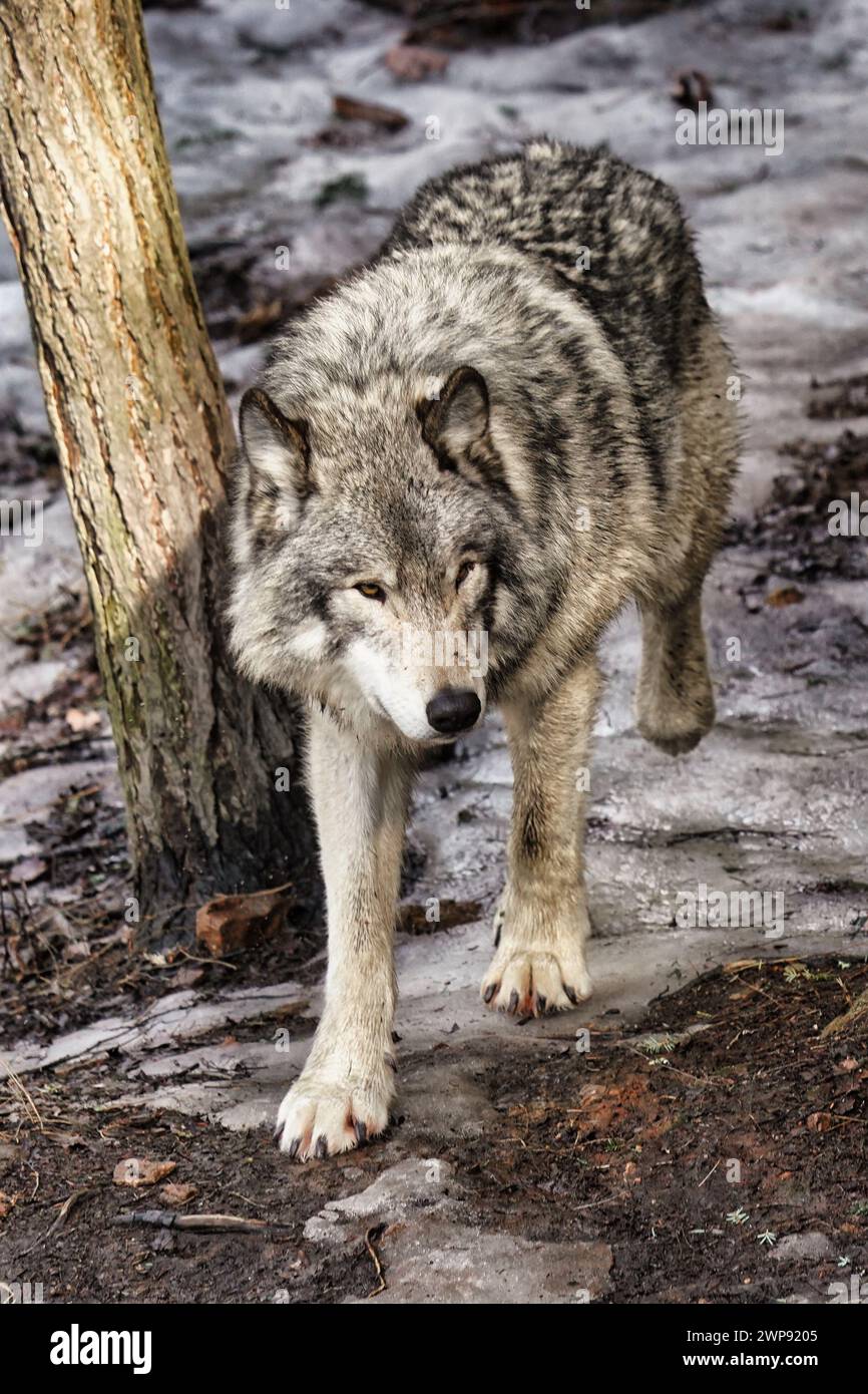 Grey wolf in an animal sanctuary Stock Photo - Alamy