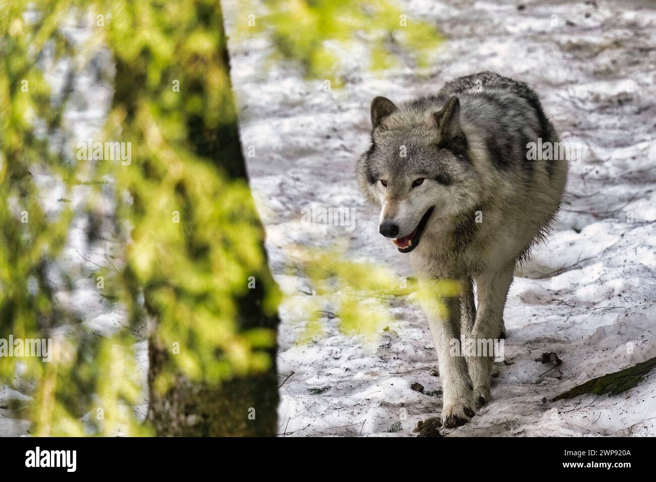 Grey wolf in an animal sanctuary Stock Photo - Alamy