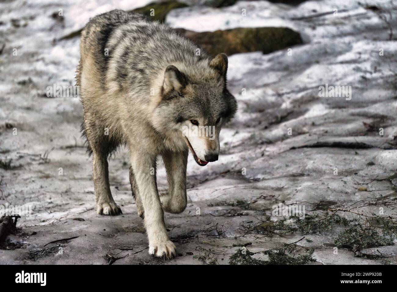 Grey wolf in an animal sanctuary Stock Photo - Alamy