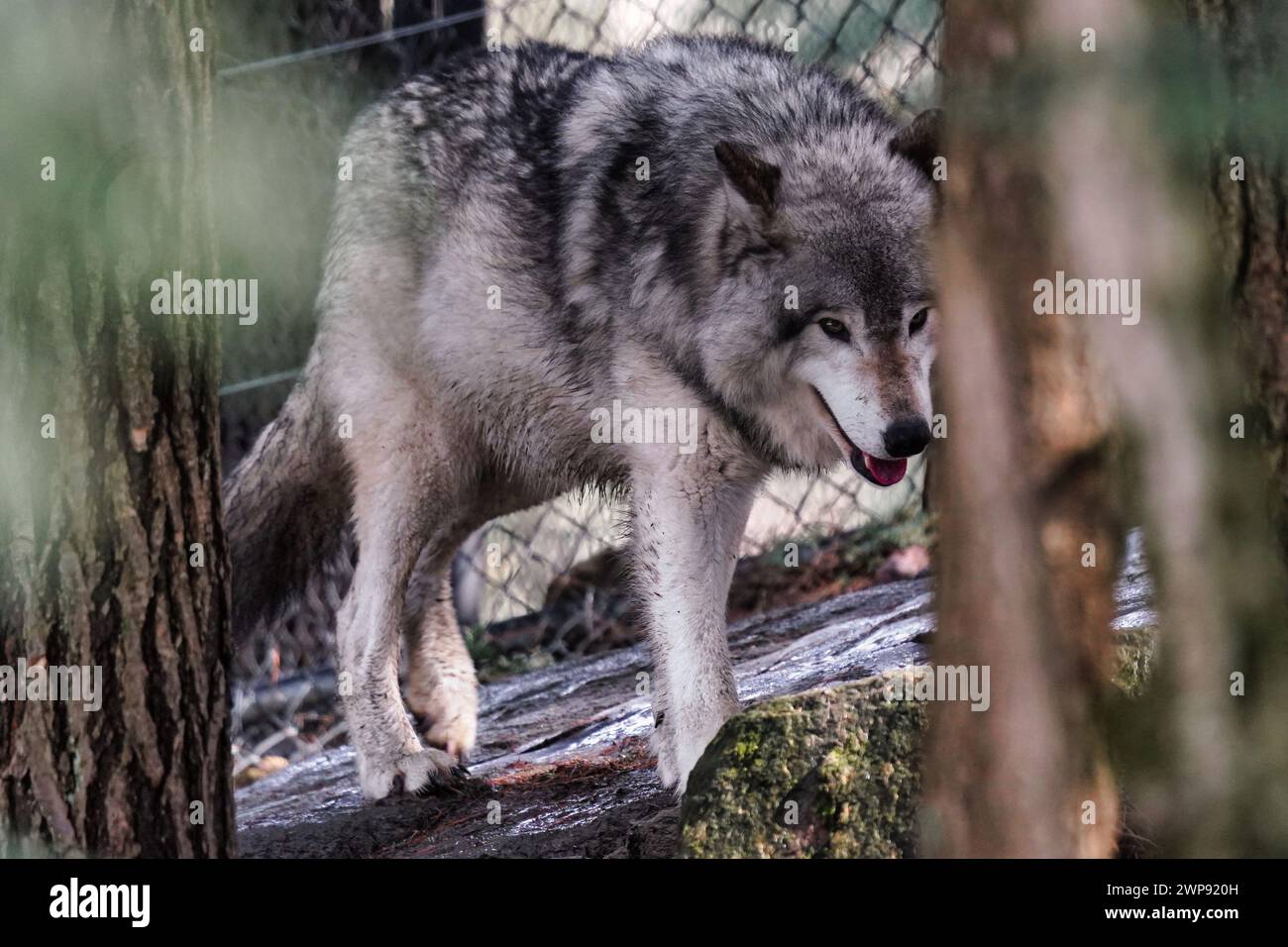 Grey wolf in an animal sanctuary Stock Photo - Alamy