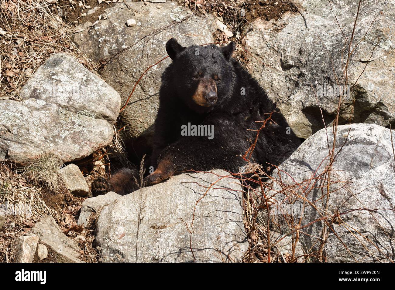 Black bear species hi-res stock photography and images - Alamy