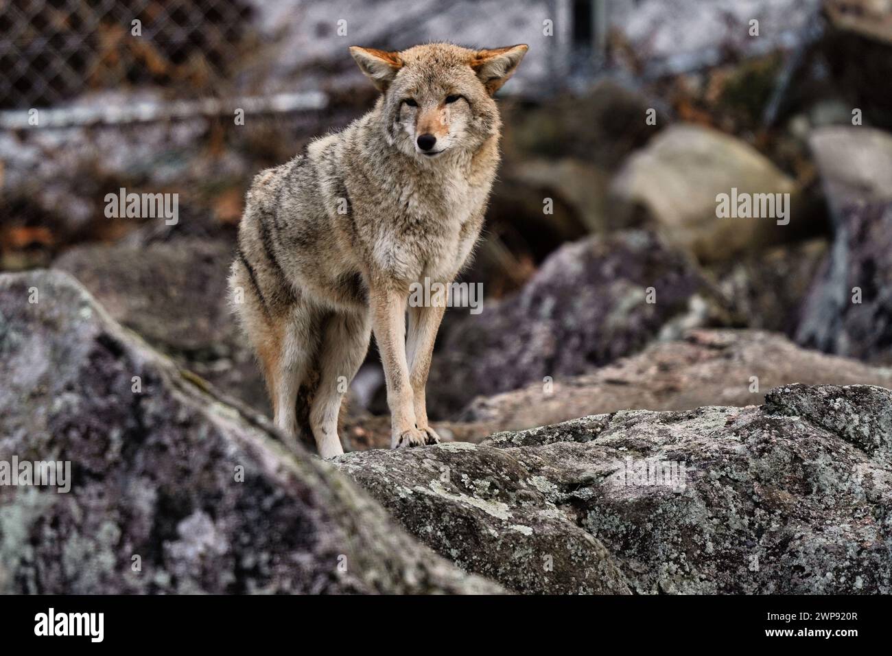Coyote in an animal sanctuary Stock Photo - Alamy