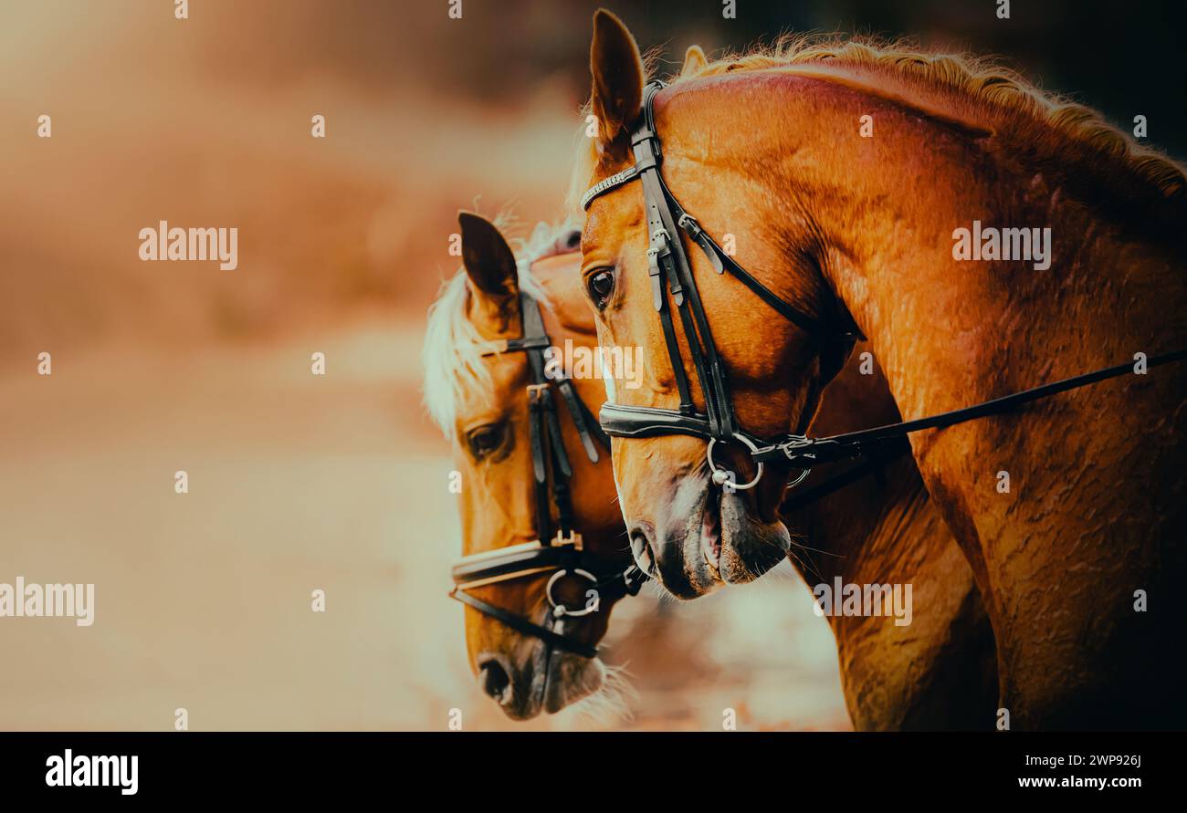 Portrait of two beautiful horses. Equestrian sports and horse riding ...