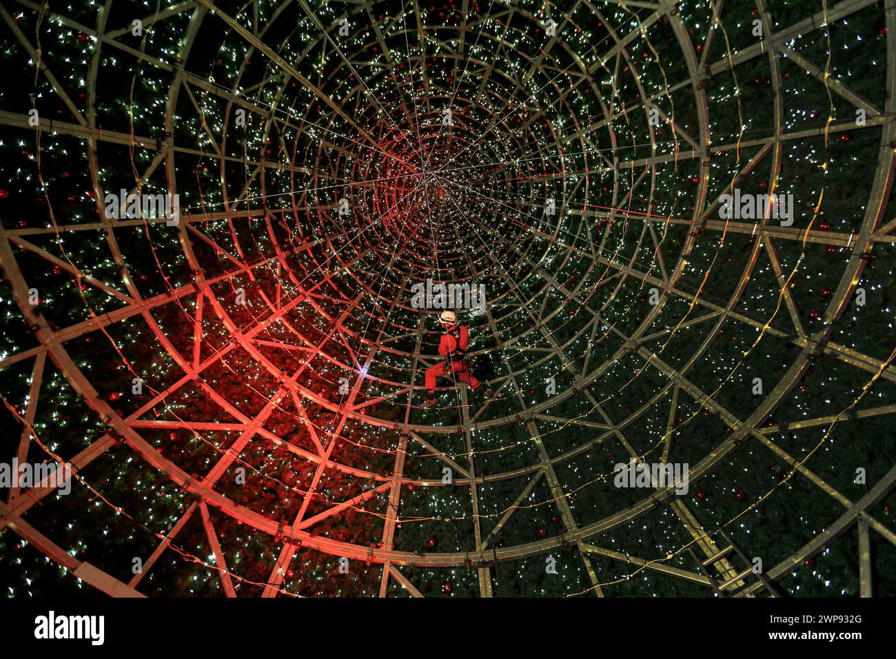 10/11/13 John Vasey abseils up the inside of the giant tree to check ...