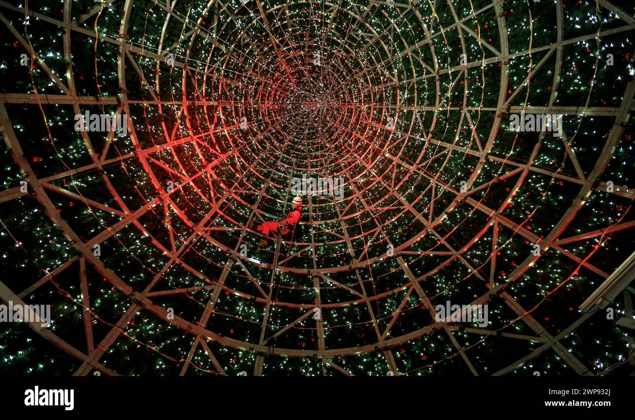 10/11/13 John Vasey abseils up the inside of the giant tree to check ...