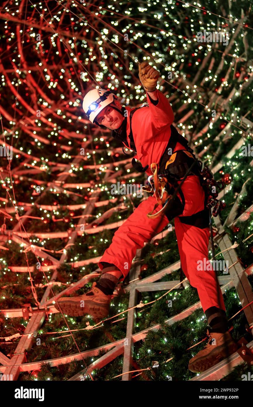 10/11/13 John Vasey abseils up the inside of the giant tree to check ...