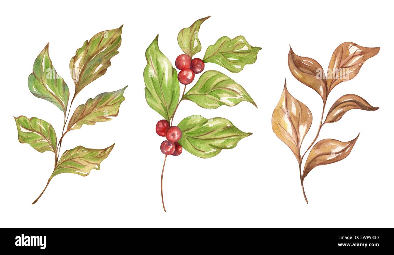Watercolor coffee twig with leaves and redd berries Stock Photo - Alamy