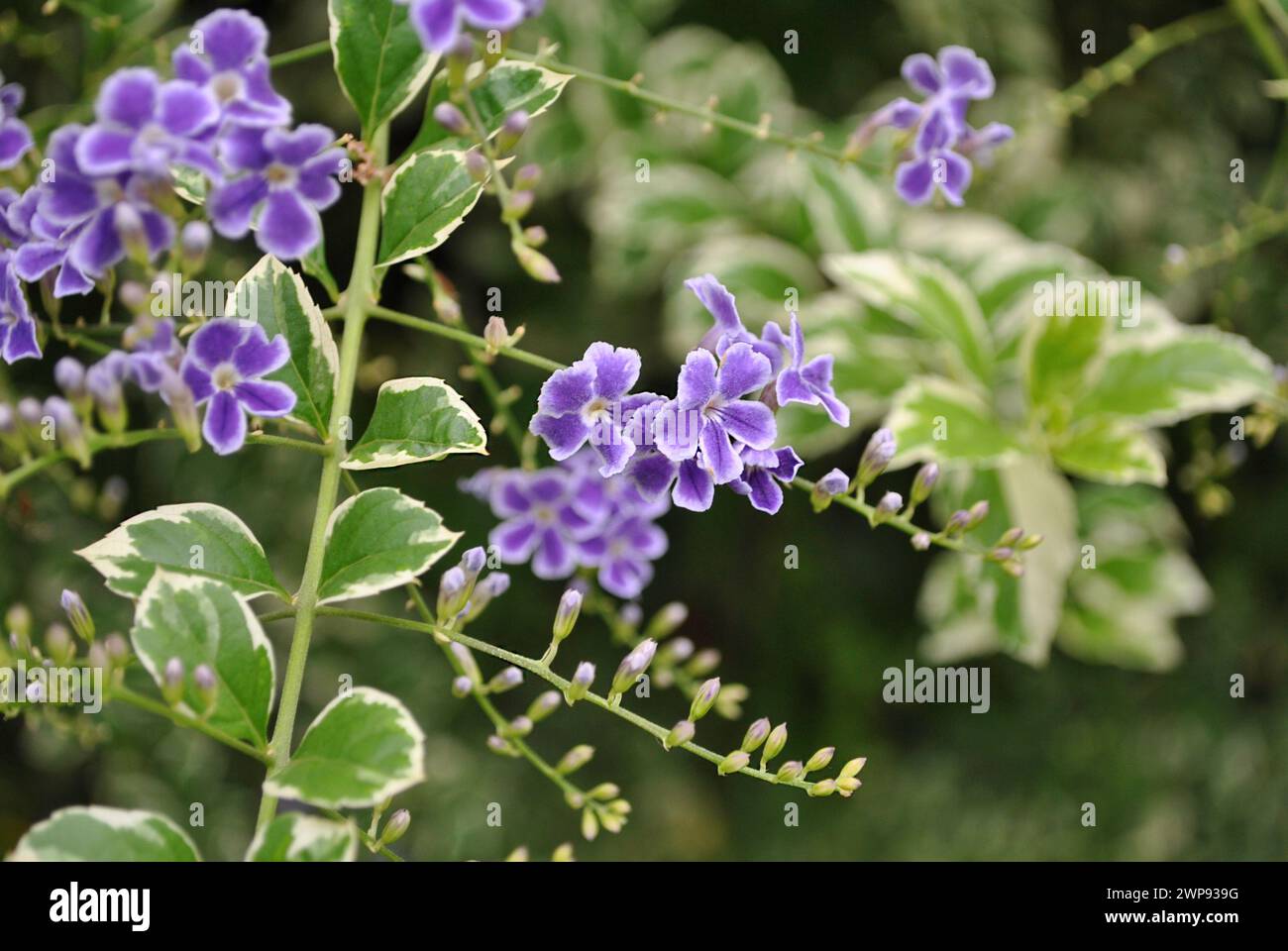 The Duranta plant, also known as Skyflower, is a stunning addition to ...