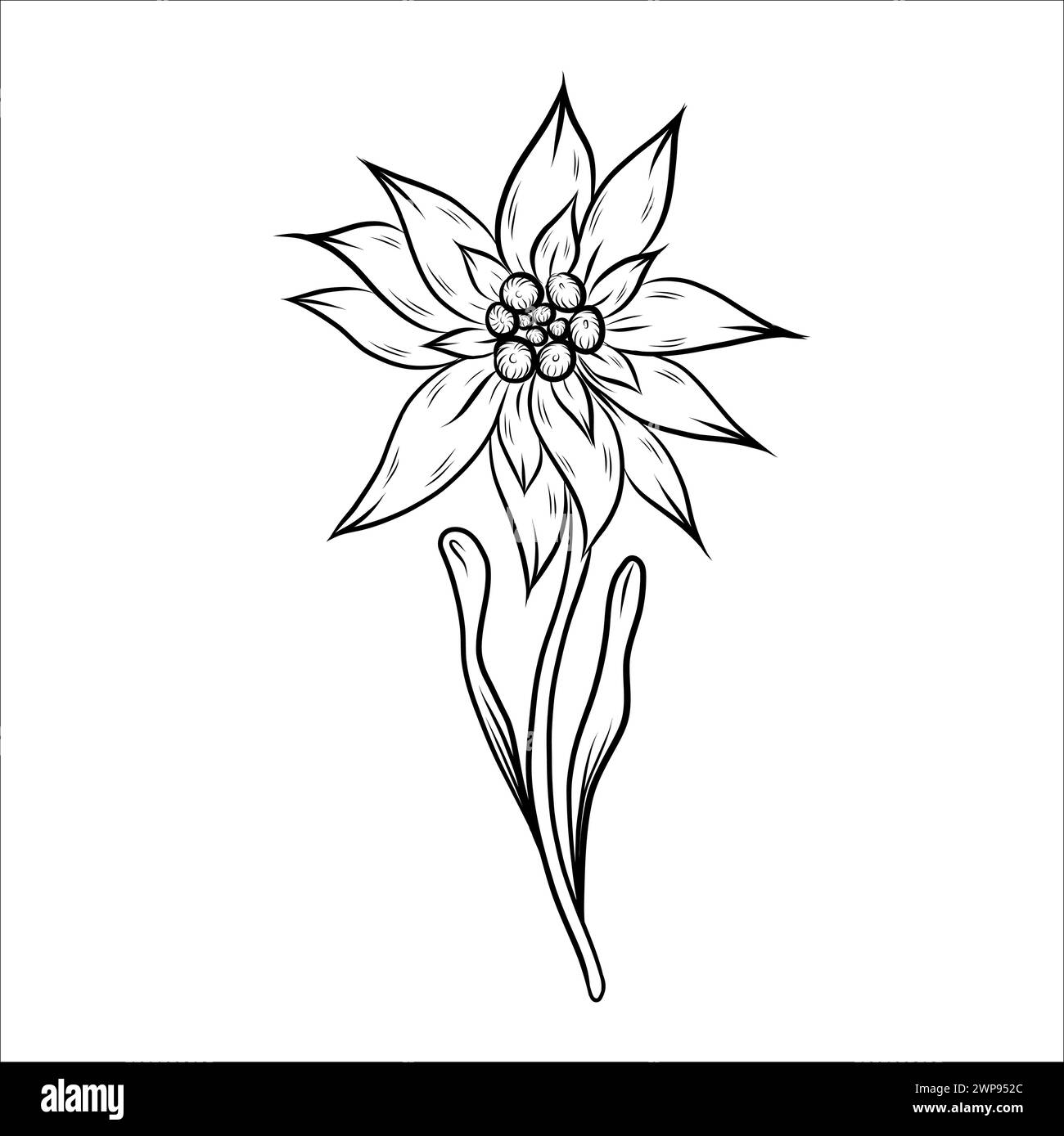 Edelweiss line art. Hand drawn Vector Floral outlines Stock Vector ...