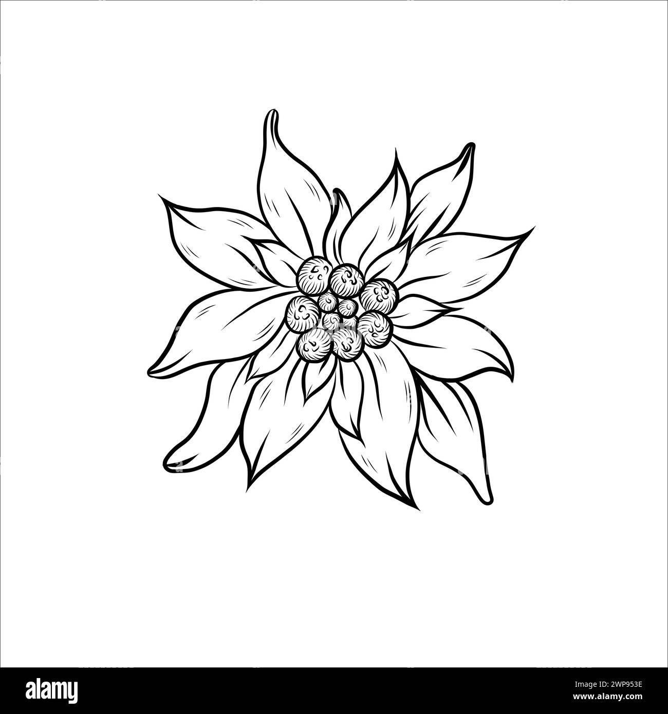 Edelweiss line art. Hand drawn Vector Floral outlines Stock Vector ...