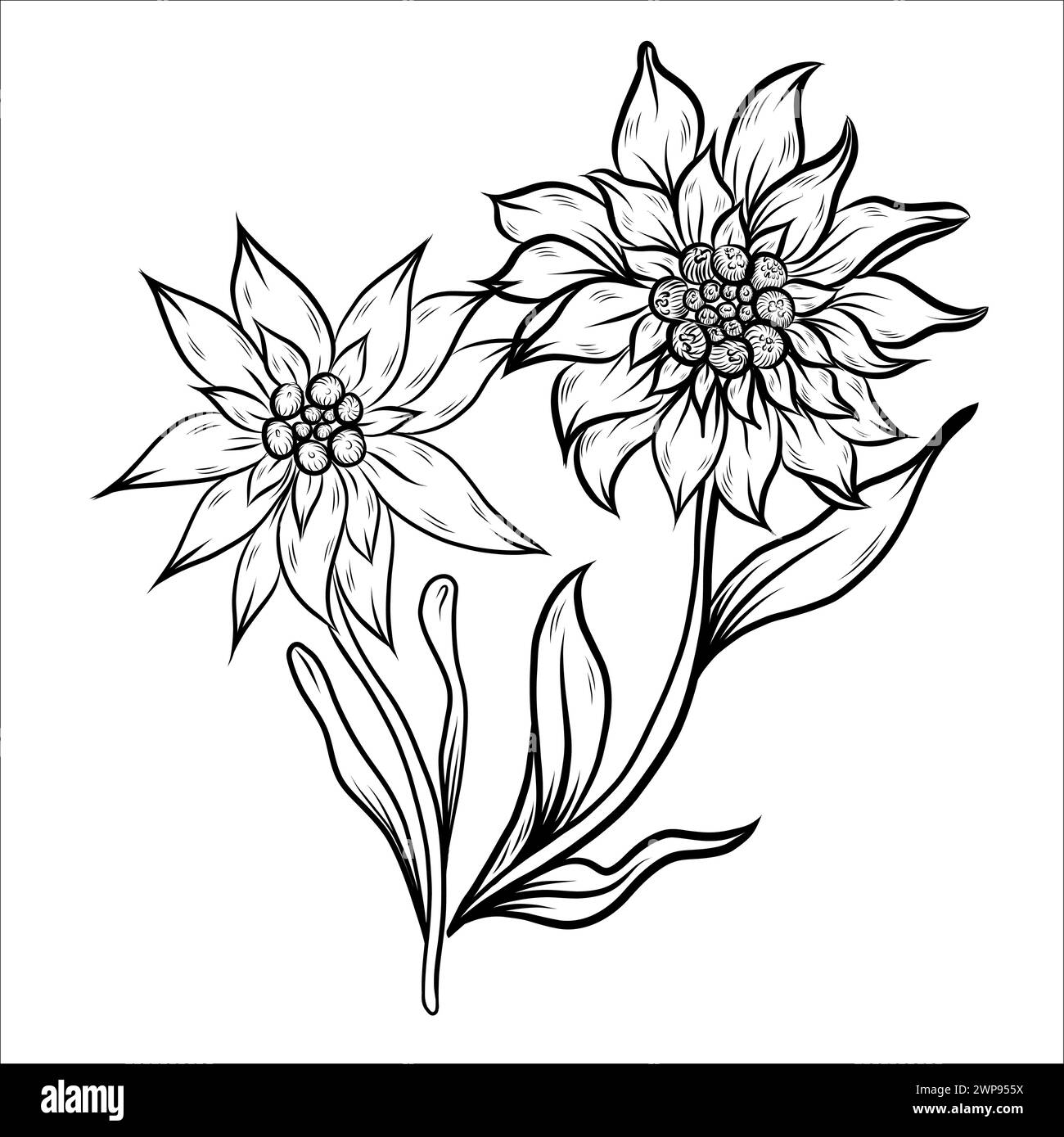 Edelweiss drawing Black and White Stock Photos & Images - Alamy
