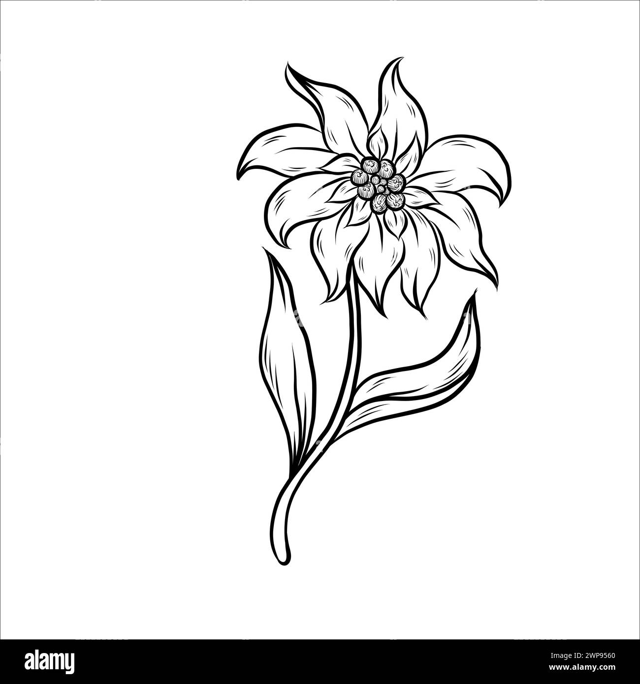Edelweiss flower line art. Hand drawn Vector Floral outlines Stock ...