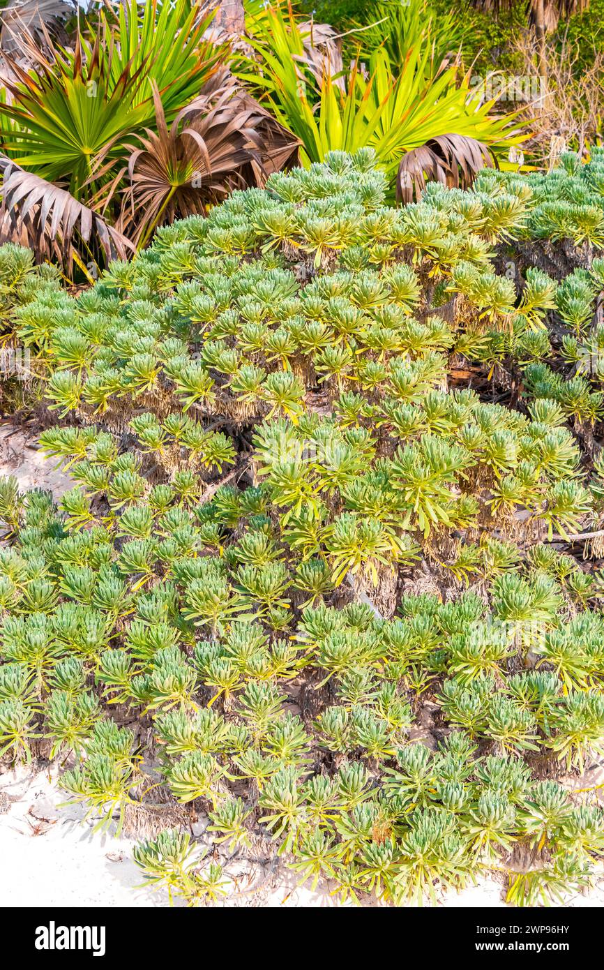 Tropical mexican caribbean beach nature with plants palm trees and fir ...