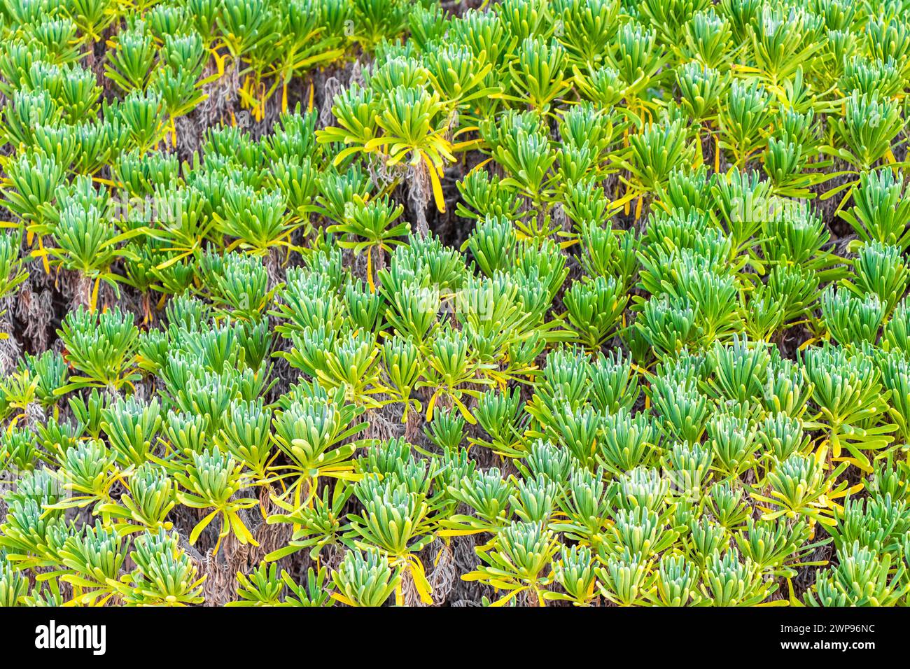 Tropical mexican caribbean beach nature with plants palm trees and fir ...